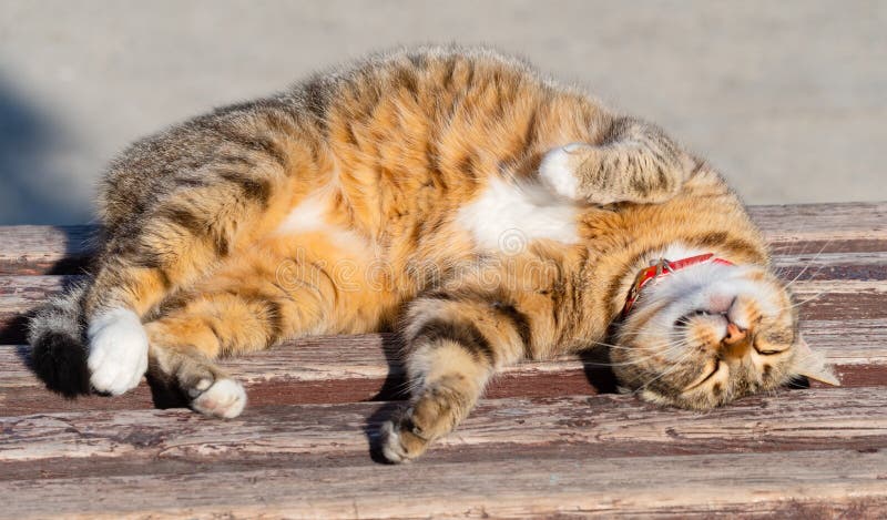 A Big Beautiful Cat Basking in the Sun Stock Image - Image of comfort ...