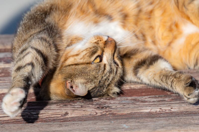 A Big Beautiful Cat Basking in the Sun Stock Image - Image of sleeping ...