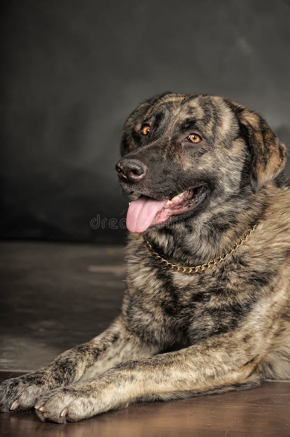 Big Beautiful and Clever Dog Stock Image - Image of clever, grey: 35728087