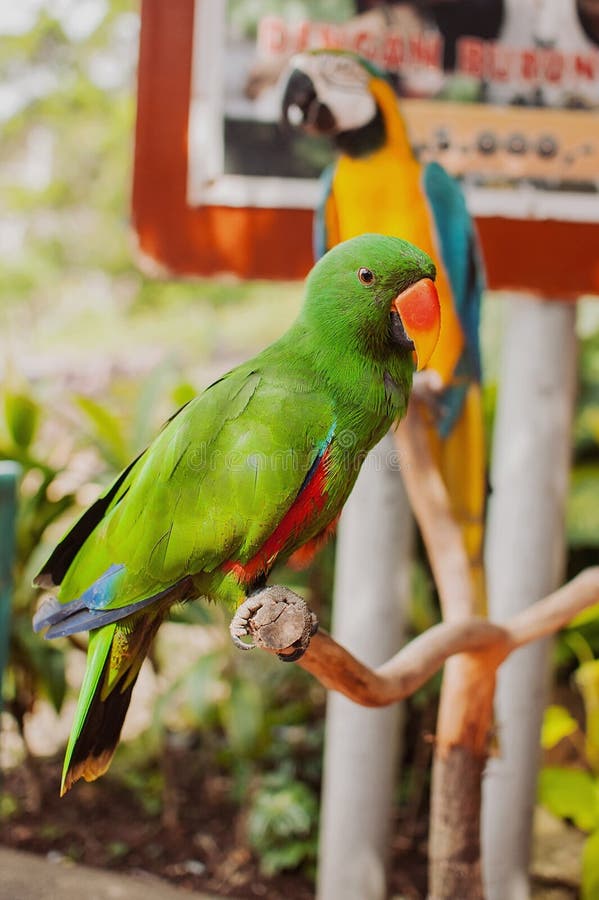Parrot stock image. Image of park, blue, fauna, green - 56459503
