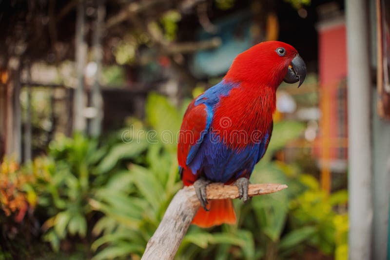Big Beautiful Colorful Parrot Stock Photo - Image of parakeet, birds ...