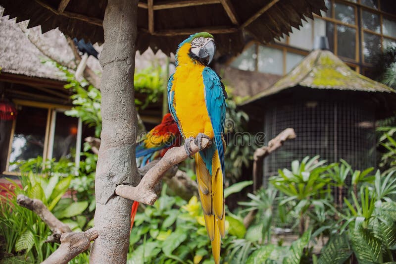 Big Beautiful Colorful Parrot Stock Photo - Image of fauna, long: 57040296