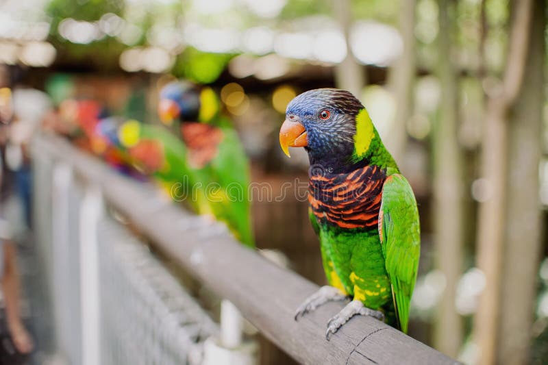 2,906 Big Colorful Parrot Stock Photos - Free & Royalty-Free Stock ...
