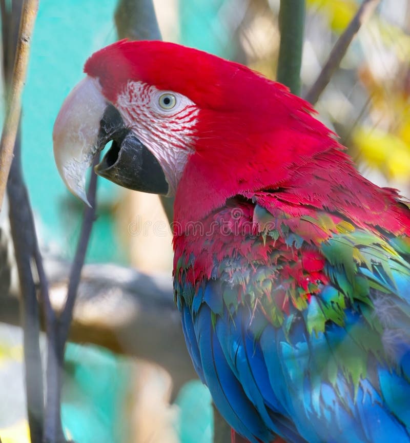 2,906 Big Colorful Parrot Stock Photos - Free & Royalty-Free Stock ...