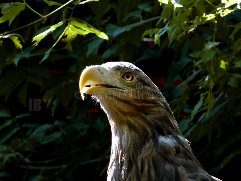 Big and Beautiful Eagle. Eagle. Beautiful Eagle Stock Photo - Image of ...