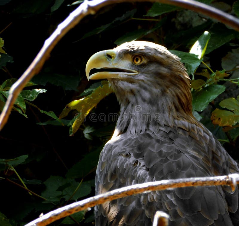Big and Beautiful Eagle. Eagle. Beautiful Eagle Stock Image - Image of ...