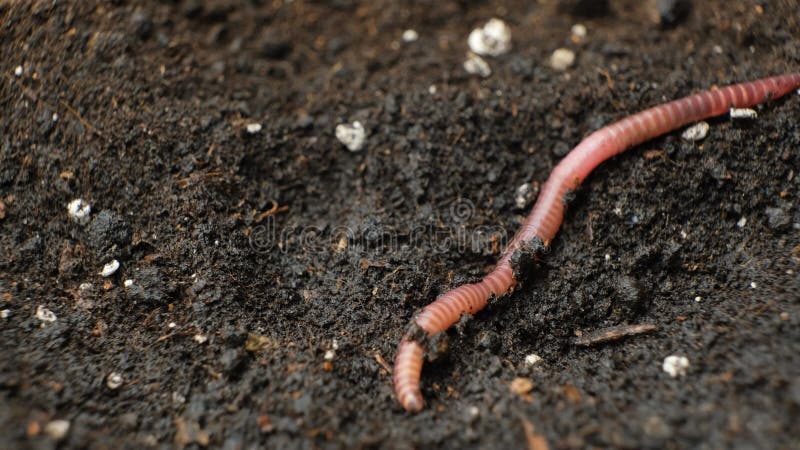 Big Beautiful Earthworm in the Black Soil, Close-up. Stock Video ...