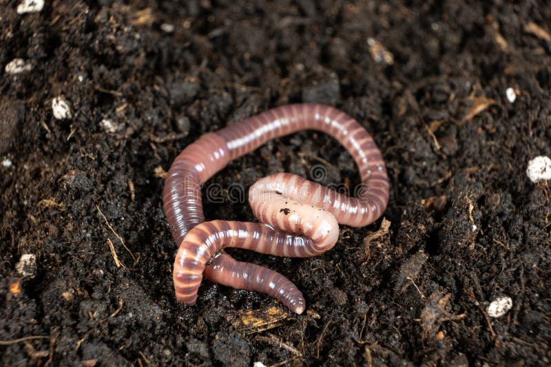 Big Beautiful Earthworm in the Black Soil, Close-up. Stock Photo ...