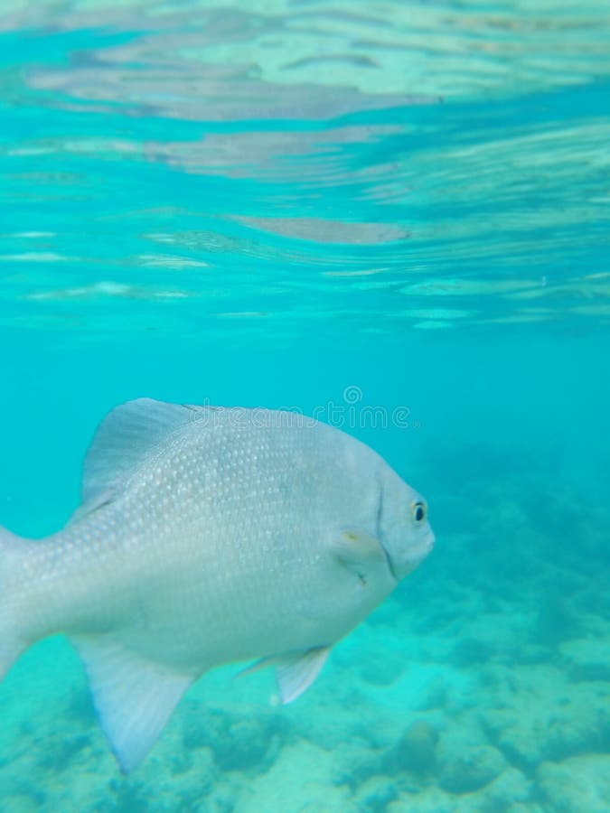 Fish in ocean stock image. Image of fish, ocean, beautiful - 117816817