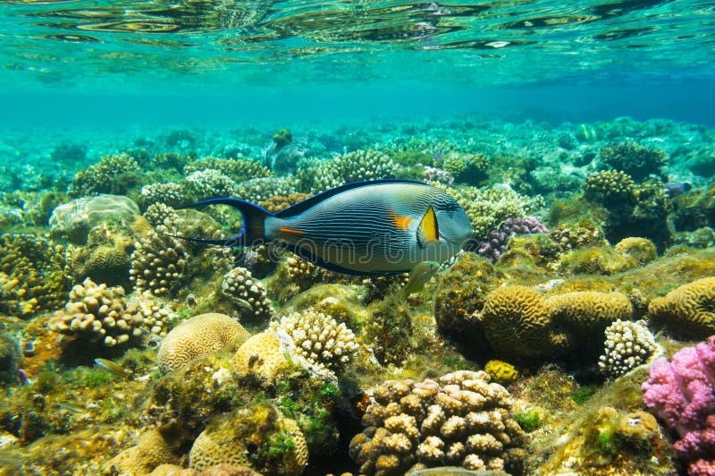 Big beautiful fish stock image. Image of scenery, ocean - 62350015