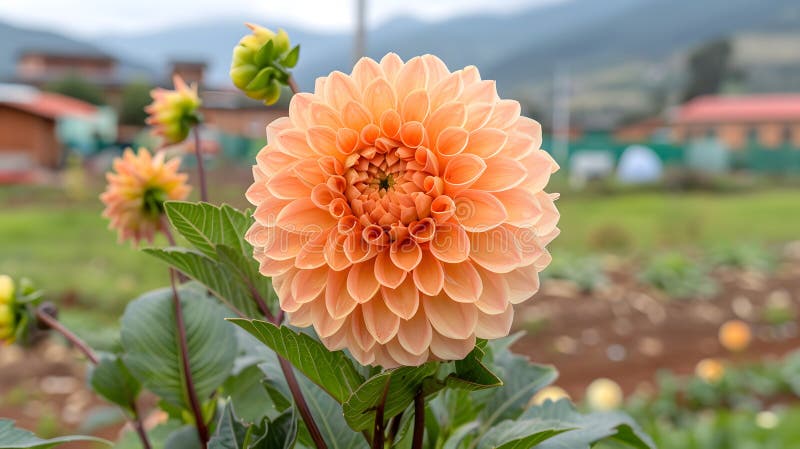 A Big Beautiful Flower in Front of a Big House Stock Photo - Image of ...