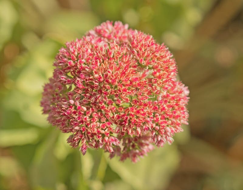 Big beautiful flower stock photo. Image of beautiful - 78718832