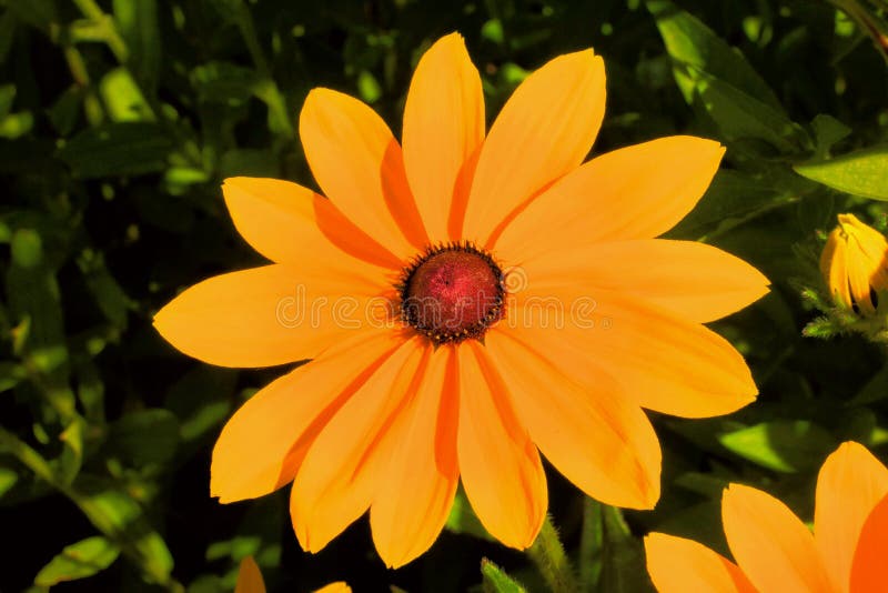 Big beautiful flowers stock photo. Image of blossom, beautiful - 99012802