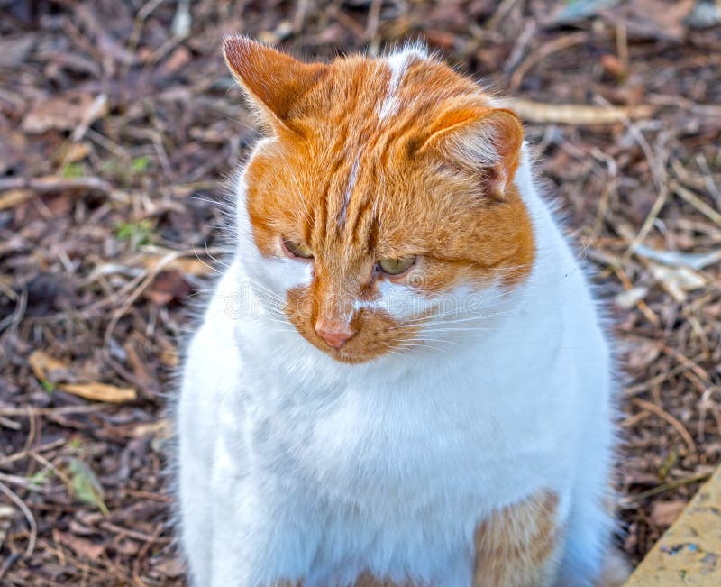 Big beautiful ginger cat stock image. Image of female - 183922799