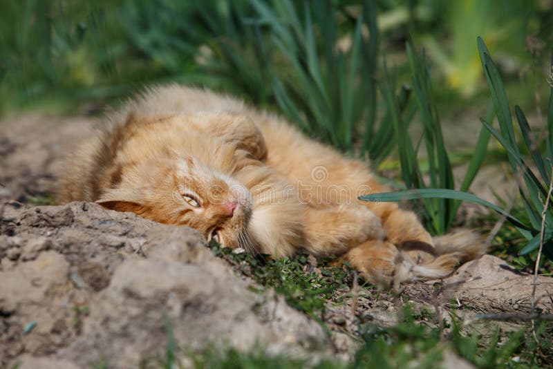 Big beautiful ginger cat stock image. Image of animal - 183922539