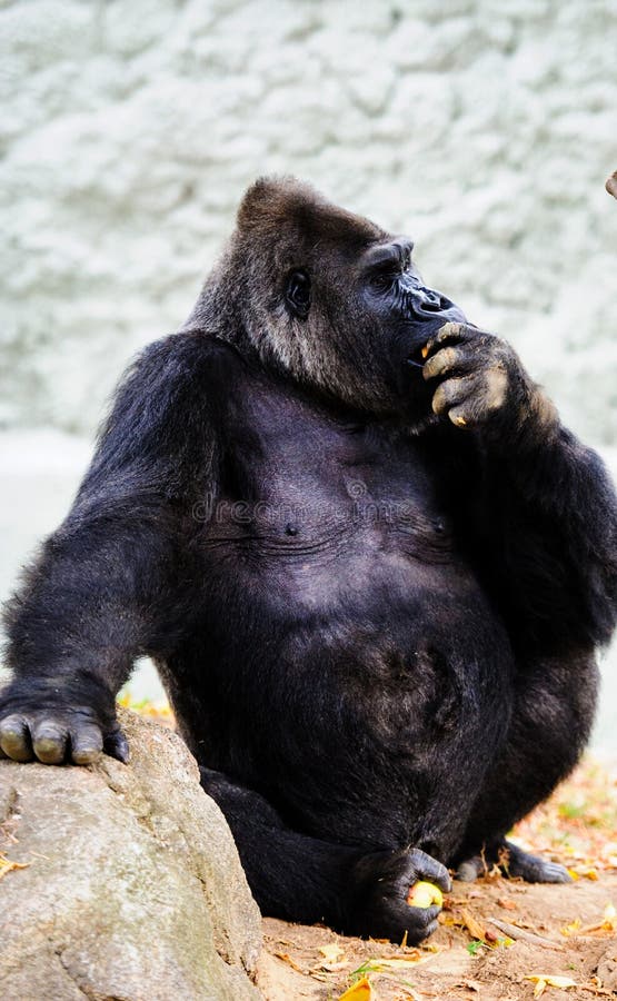 Big beautiful gorilla stock image. Image of wildlife - 148365323