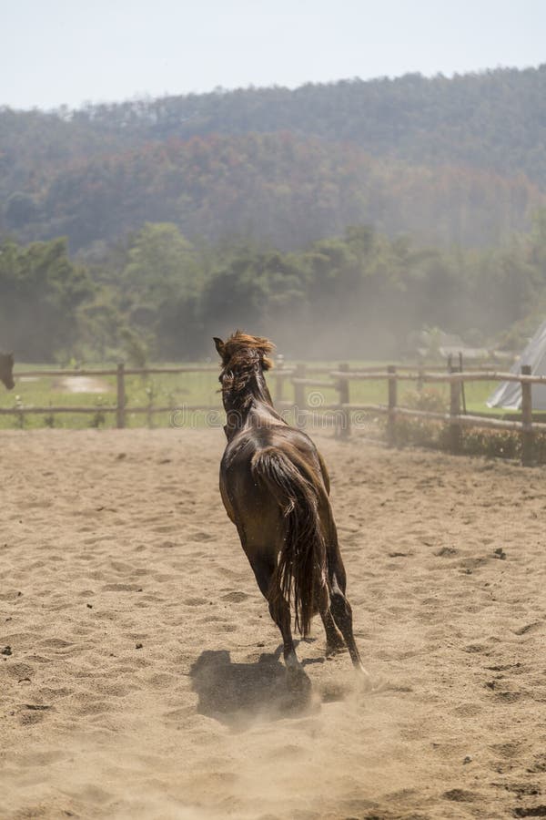 Big Beautiful Horses Playing in the Sand Stable Stock Image - Image of ...