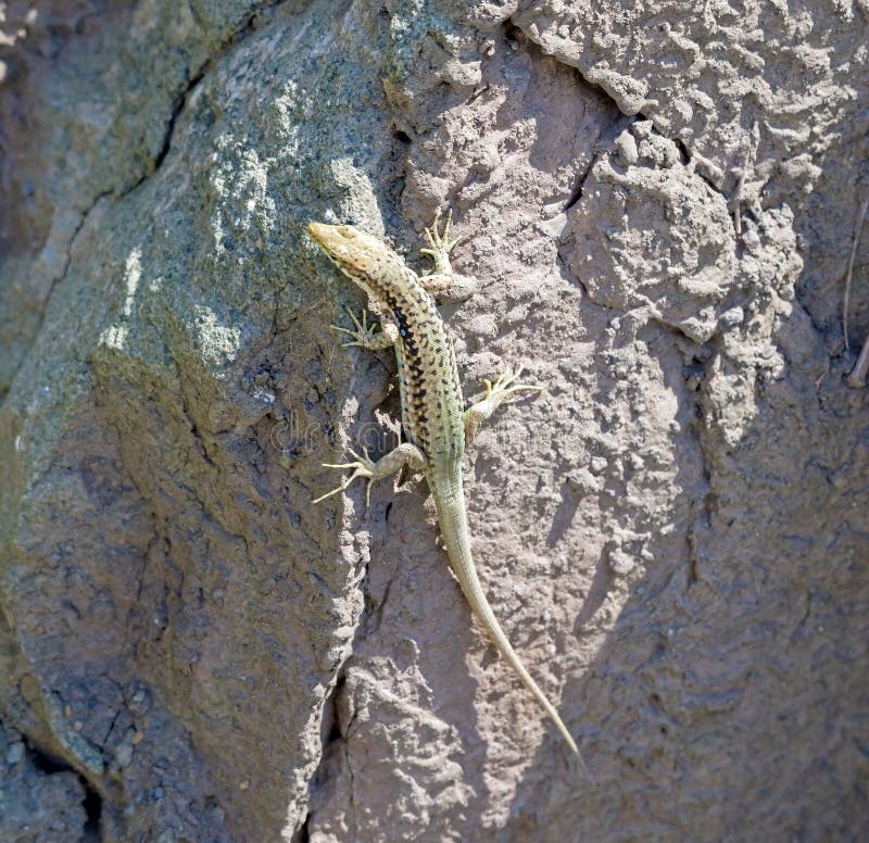 Big beautiful lizard stock photo. Image of lizard, predator - 125742106