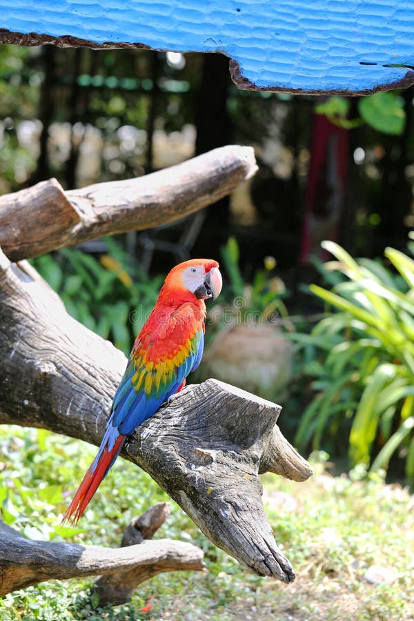 Big beautiful macaws stock image. Image of brazil, beautiful - 52111875