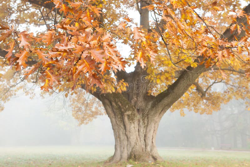 Big Beautiful Oak Tree in Autumn. Landscape Stock Image - Image of ...