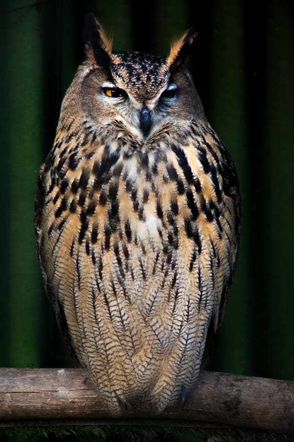 Big Beautiful Owl Sitting on a Branch. Unblinking Eyes Stock Image ...