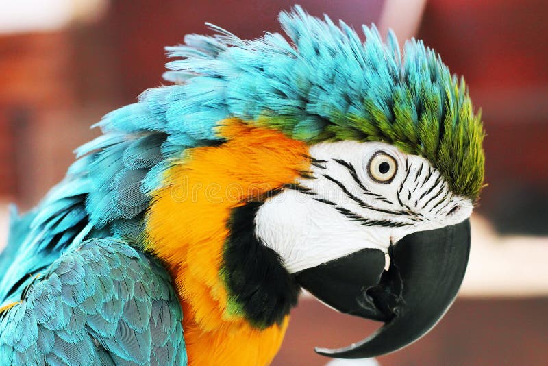 Big Beautiful Parrot Close Up. Beautiful Bird Stock Image - Image of ...