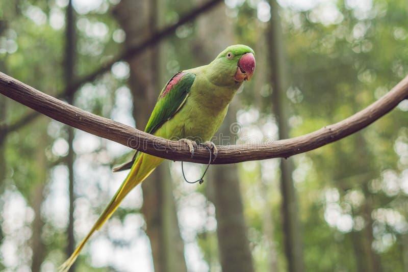 Big Beautiful Parrot Sitting on a Tree Branch Stock Photo - Image of ...