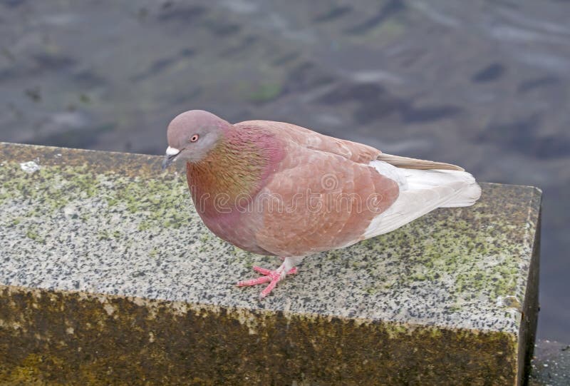 Big Beautiful pigeon stock image. Image of portrait - 106939901