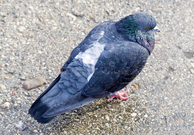 Big Beautiful pigeon stock image. Image of alone, little - 272503199