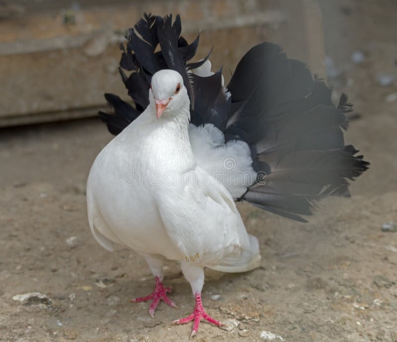 527 Purebred Pigeon Stock Photos - Free & Royalty-Free Stock Photos ...