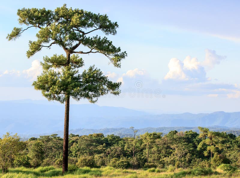 Big Beautiful Pine Trees Grow on Big Hill Stock Image - Image of sunny ...