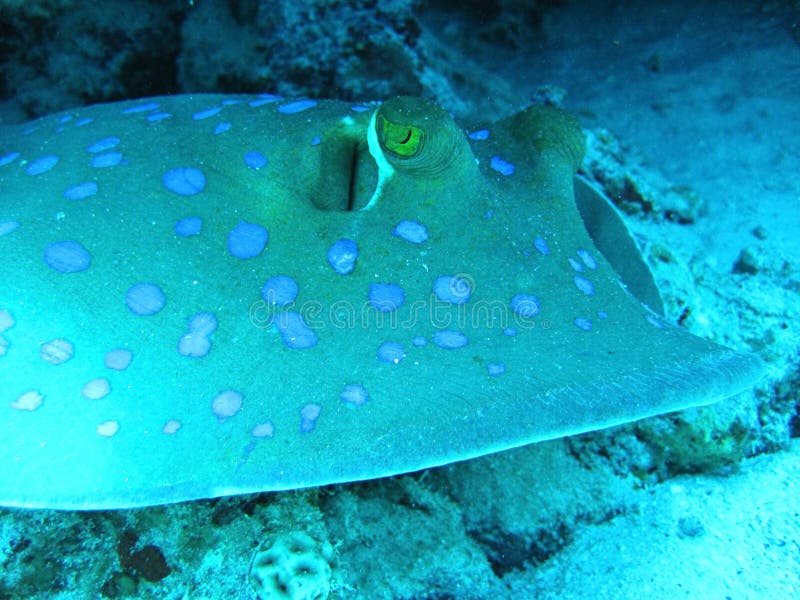 Big Beautiful Ray Fish, Egypt Stock Image - Image of nice, head: 167397823