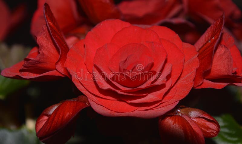 Big red flower, macro stock photo. Image of blossom, beauty - 13940090