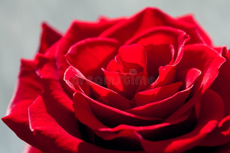 Big beautiful red roses stock photo. Image of head, copy - 18927692