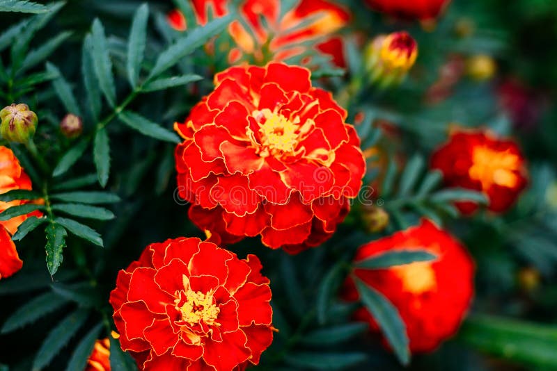 Big beautiful red saffron stock image. Image of backdrop - 153345681