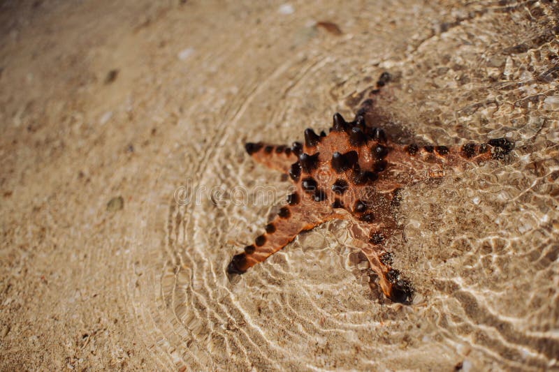 Big beautiful red starfish stock image. Image of ocean - 57040865