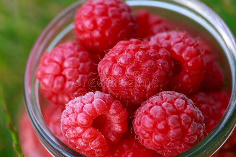 Big Beautiful Ripe Raspberry Stock Photo - Image of leaf, fruit: 194289920