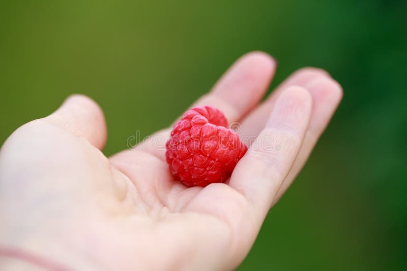 Big Beautiful Ripe Raspberry Stock Photo - Image of leaf, berry: 194289778