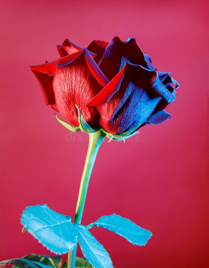 A Big Beautiful Rose Close-up on a Red Background Stock Photo - Image ...