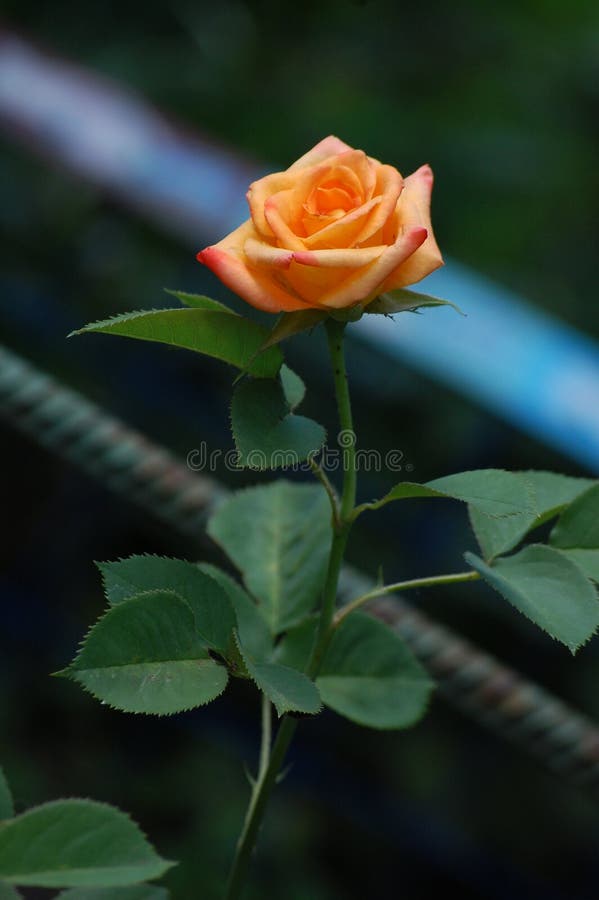 Big Beautiful Rose Grows in the Garden among Stock Photo - Image of ...