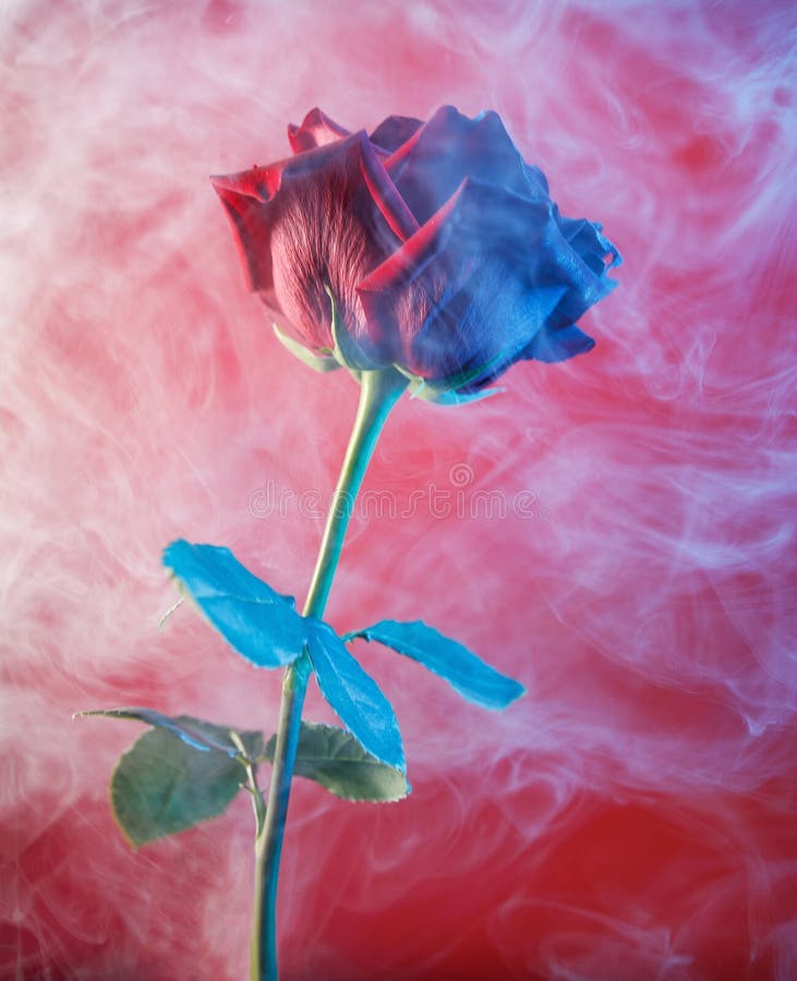 A Big Beautiful Rose in Smoke Close-up on a Red Background Stock Image ...