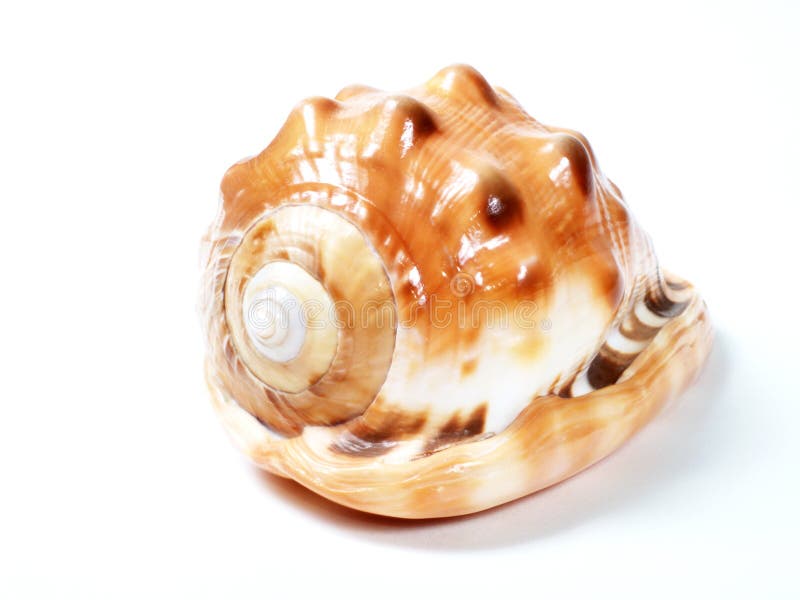 Big beautiful seashell stock photo. Image of oceanography - 10714902