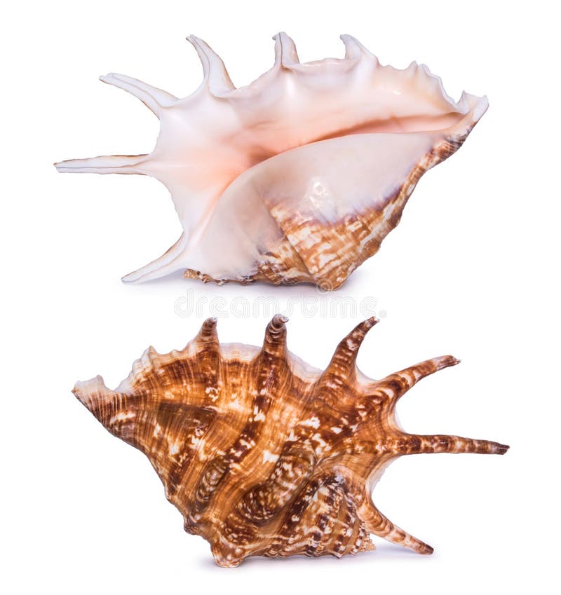 Big Beautiful Seashell Isolated on White Background. Two Sides View of ...