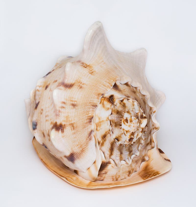 Big brown seashell stock photo. Image of limestone, beautiful - 37531306