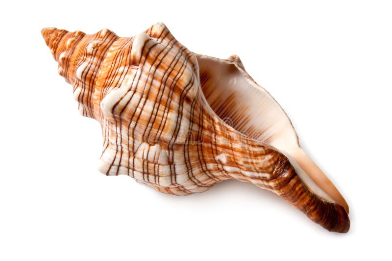 Big Beautiful Shell on White Background Stock Image - Image of detail ...