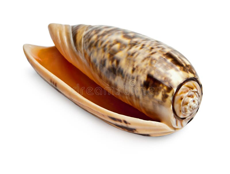 Big Beautiful Shell On White Background Stock Photo - Image of shape ...