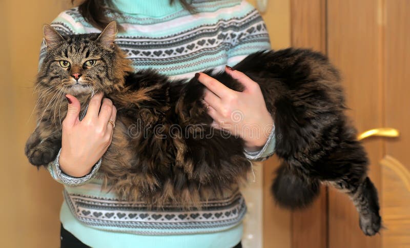 Big siberian cat stock photo. Image of blue, feline, cute - 3790414