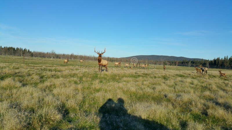 ELK stock photo. Image of beautiful, alaska - 132956876