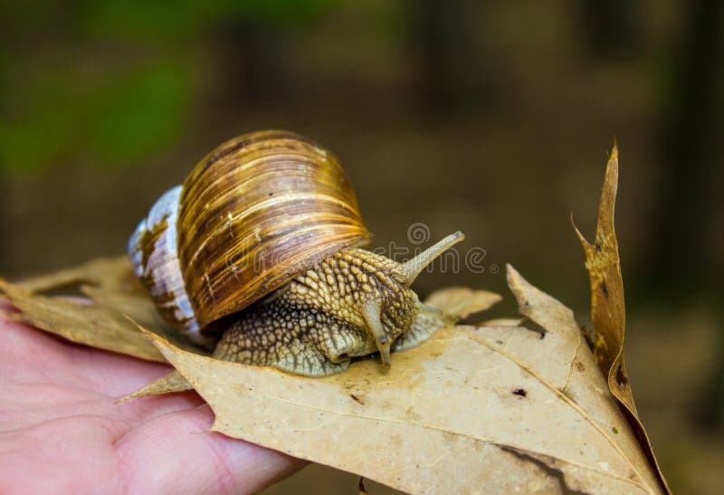 Big Beautiful Snail on Hand. Background. Stock Photo - Image of ...