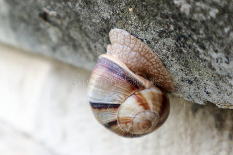 Big Beautiful Snail in the Shell on the Stone Surface Close Up Stock ...